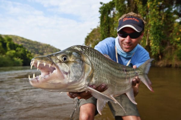 Tanzania; Tigerfish on fly - availability 2019 & 2020 - Aardvark Mcleod