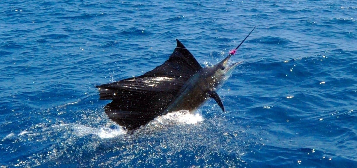 Sailfish Jumping