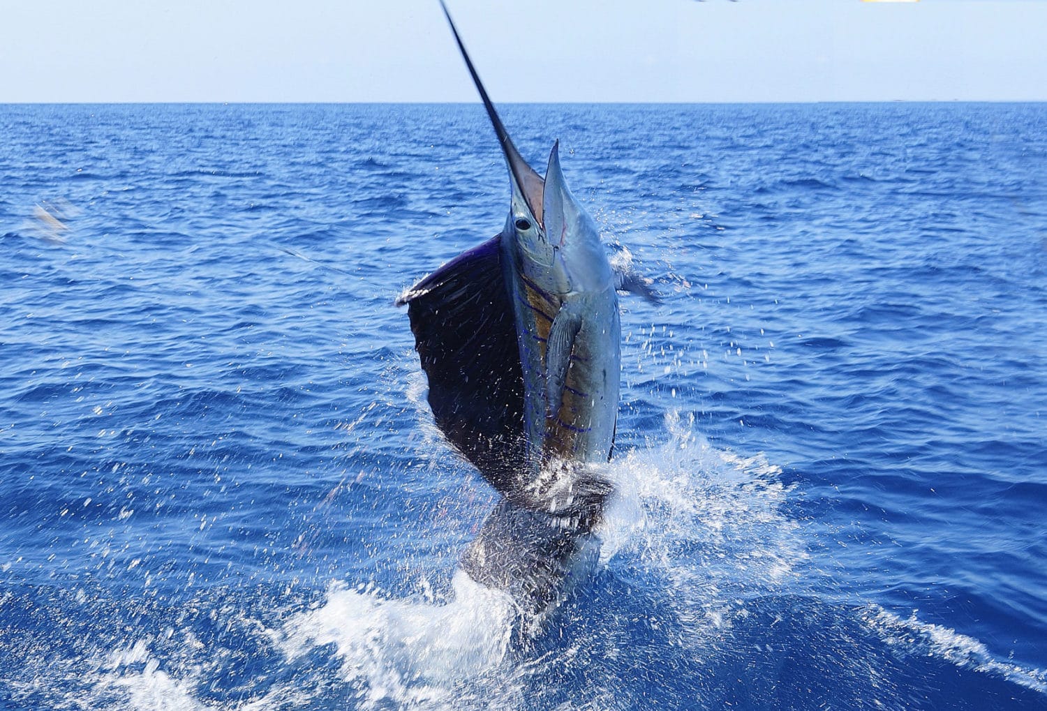 Costa Rica; Crocodile Bay, 150th Sailfish on fly - Aardvark Mcleod