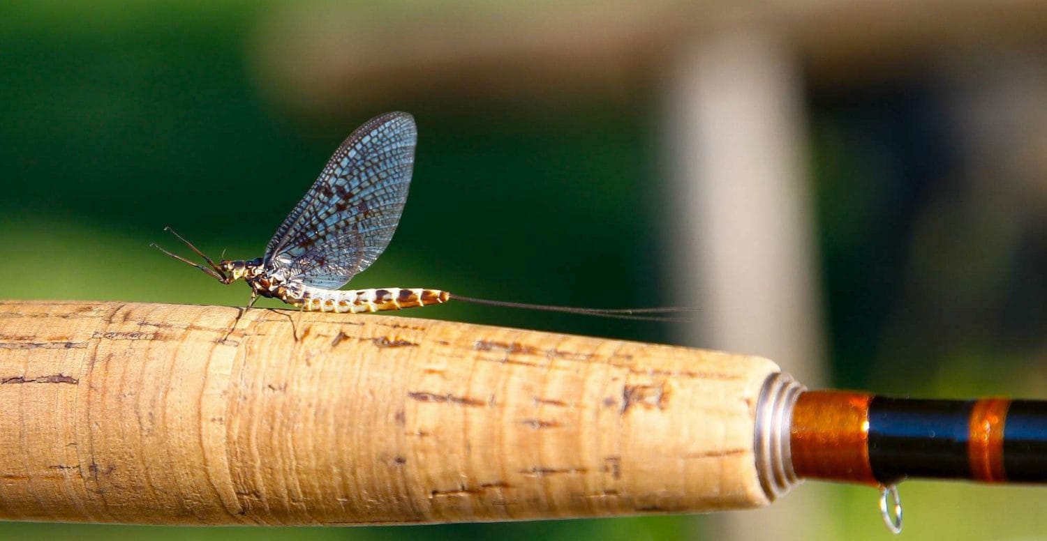 Chalkstream Mayfly Fly Fishing - The May Migration - Aardvark Mcleod
