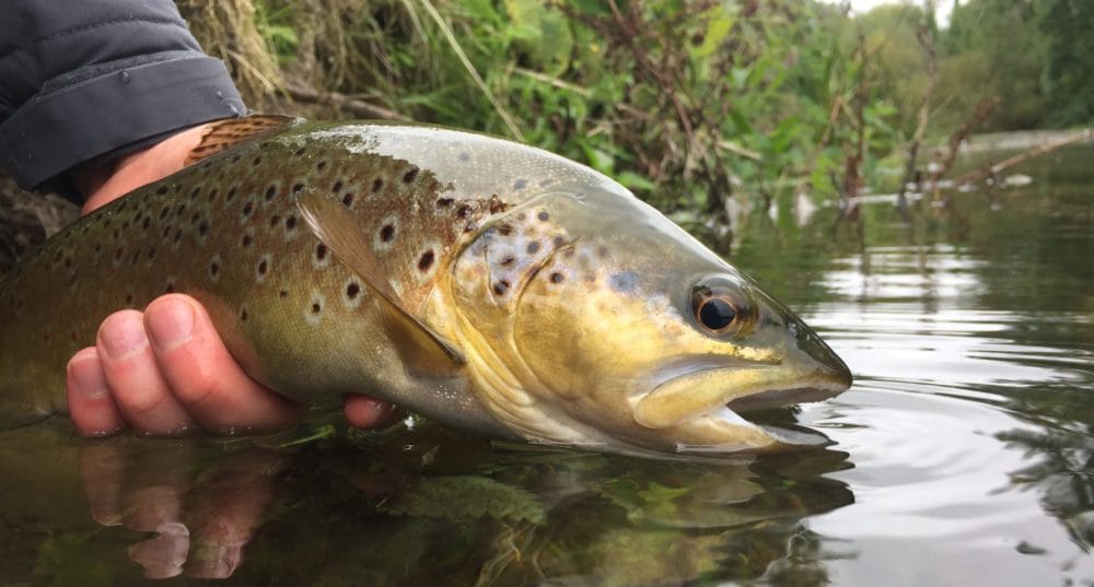 UK; Mayfly Availability 2026 - Aardvark Mcleod