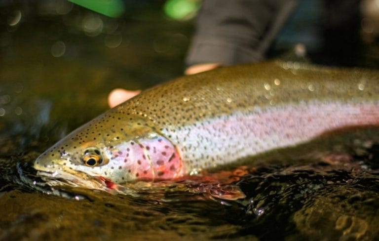 Russia; Kamchatka, the World's best trout fishing? - Aardvark Mcleod