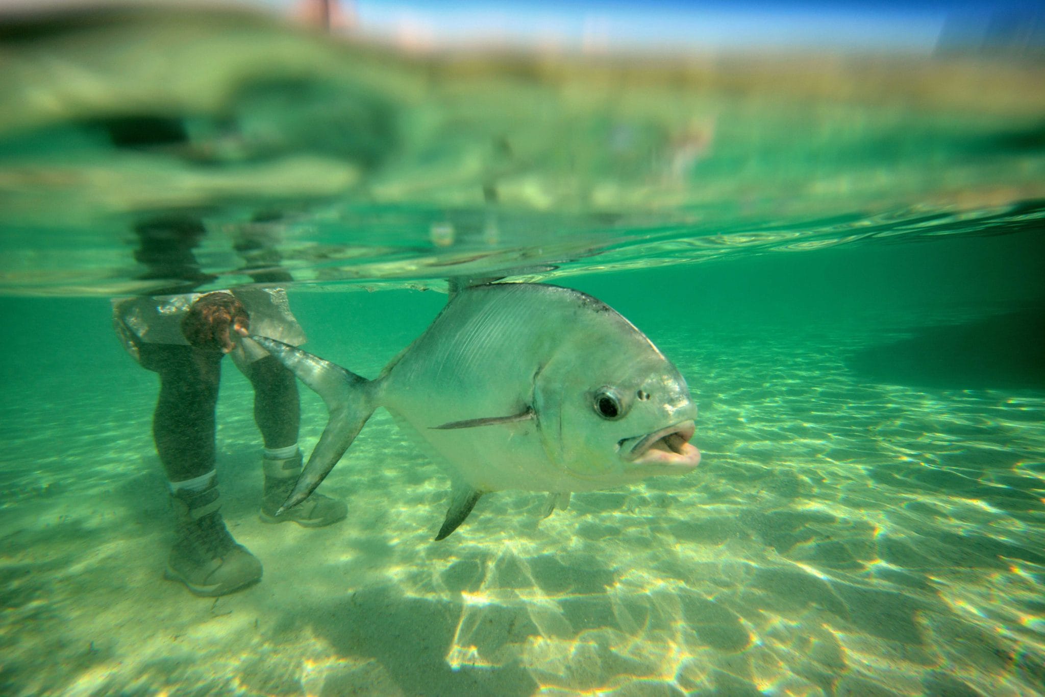 Fish Handling; Good Practice - Aardvark Mcleod