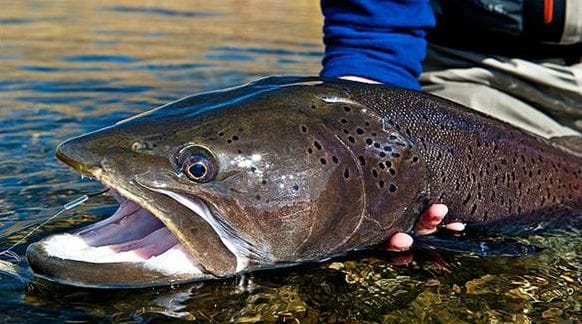 Taimen Fishing in Mongolia, 2015 Availability - Aardvark Mcleod