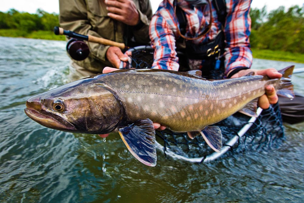 Russia; Fly Fishing Kamchatka, 2022 Availability - Aardvark Mcleod