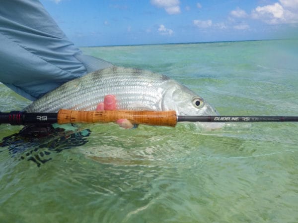 Bonefish, Did You Know That There Is More Than One Species?