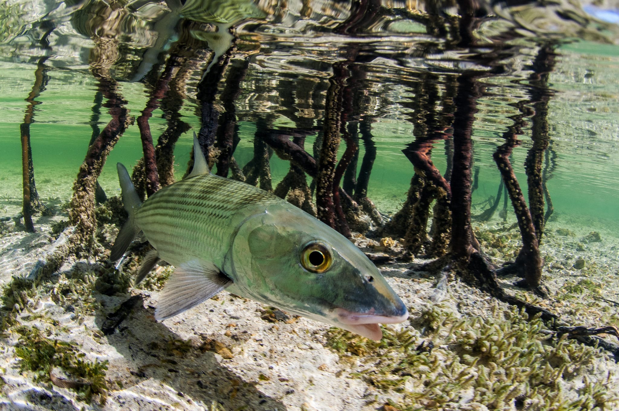 Bonefish, Did You Know That There Is More Than One Species?