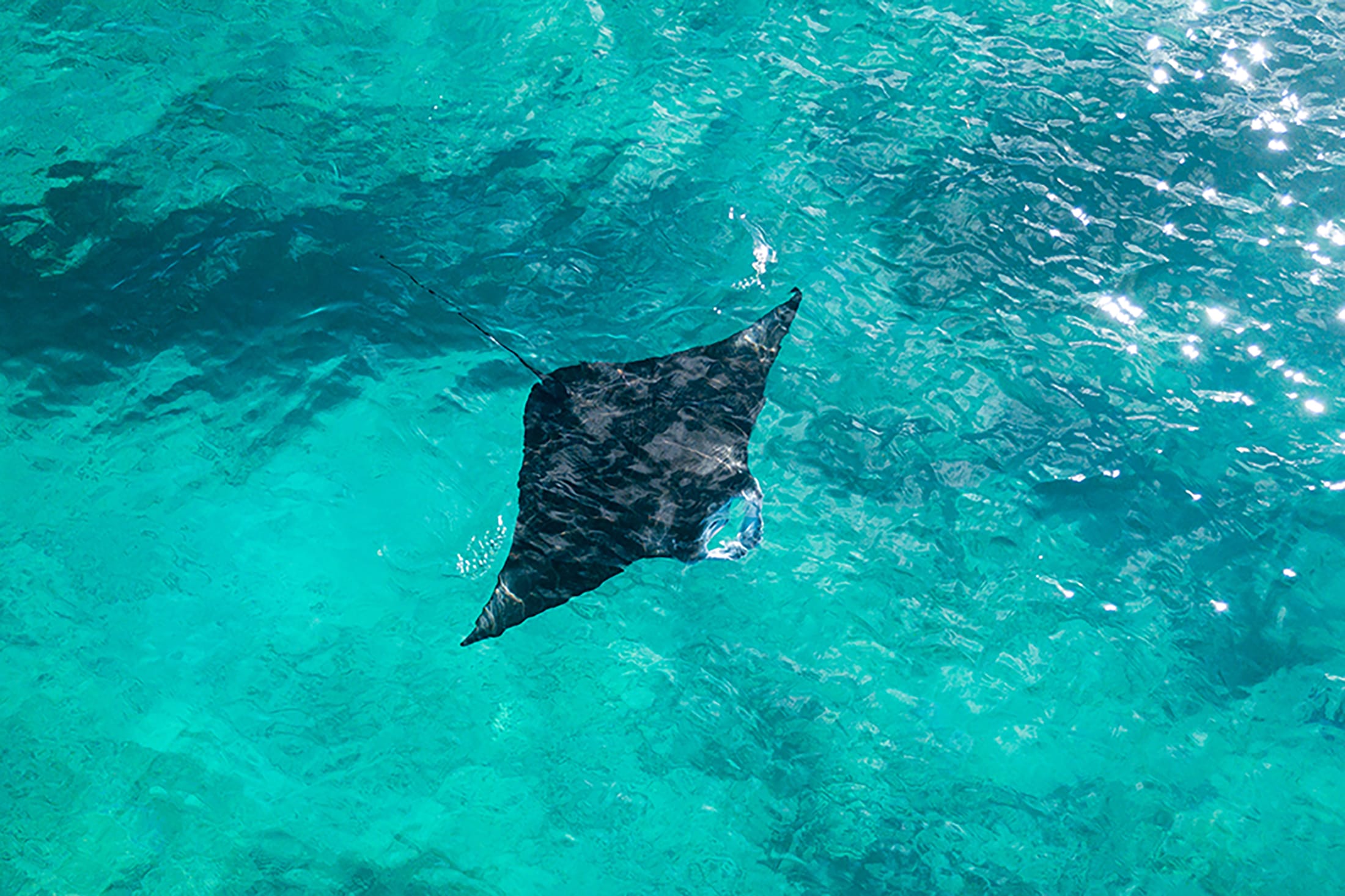 Manta acoustic tagging: project update - Aardvark Mcleod