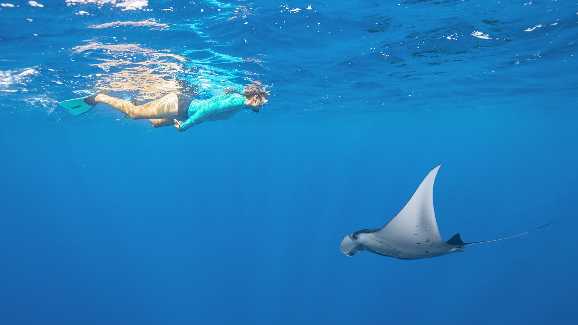 Manta acoustic tagging: project update - Aardvark Mcleod