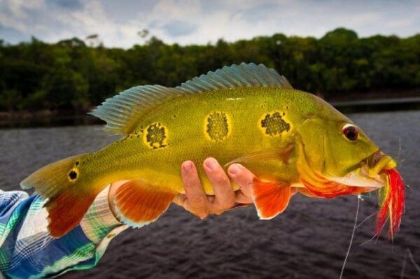 Brazil - Top ten things to know about Rio Marie - Aardvark Mcleod