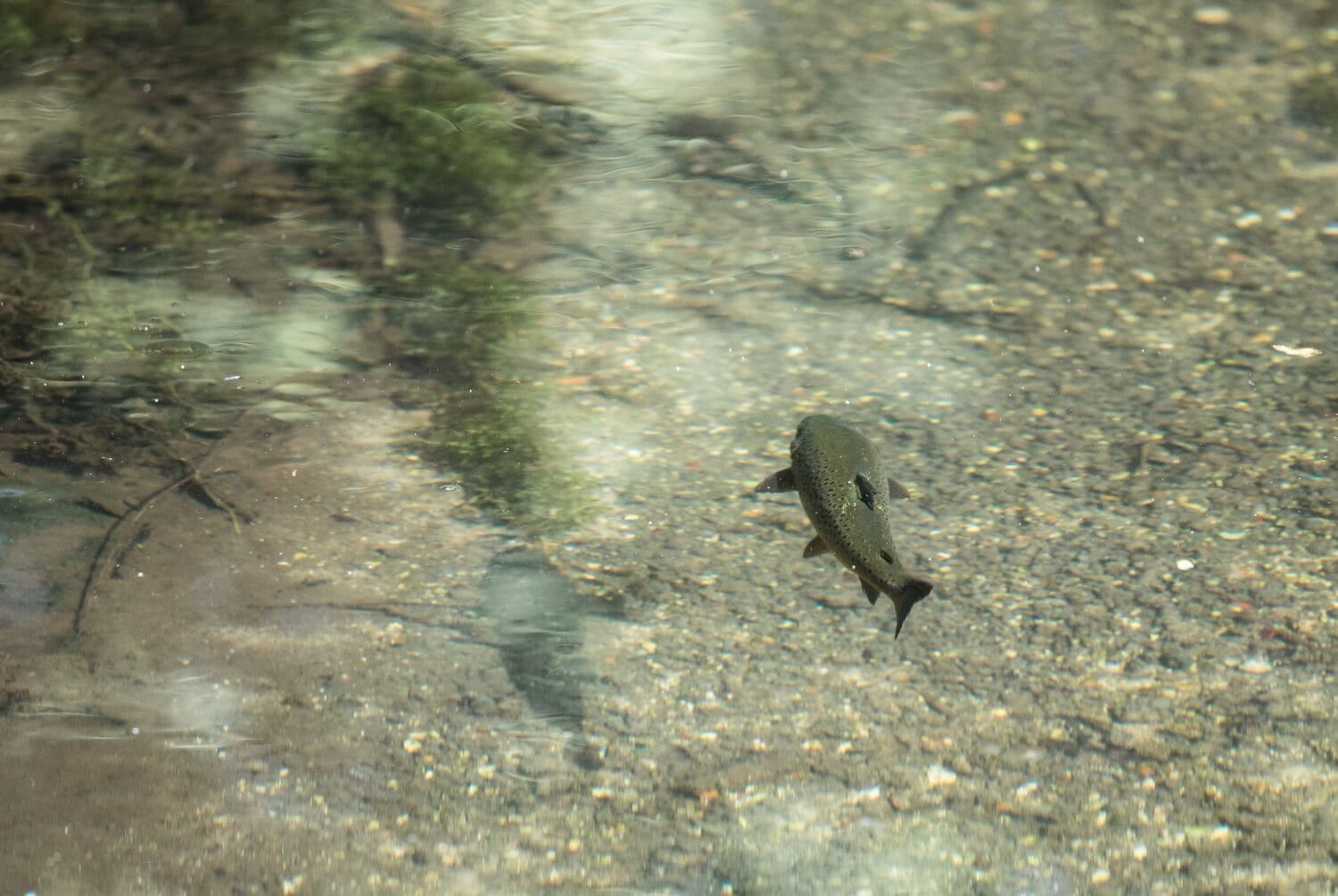 Honest vs Devious Fish: Why Fly Fishers Love Them Both - Aardvark Mcleod