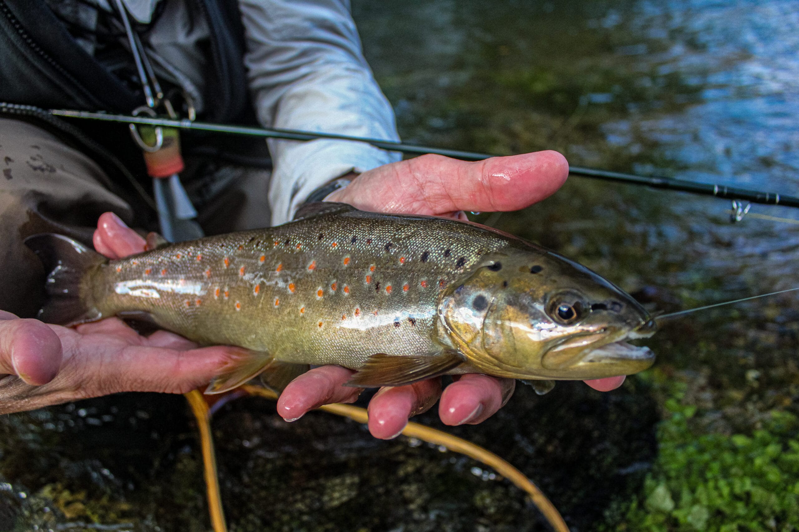 Bosnia; Fishing Crystal Clear Waters in 2023 - Aardvark Mcleod