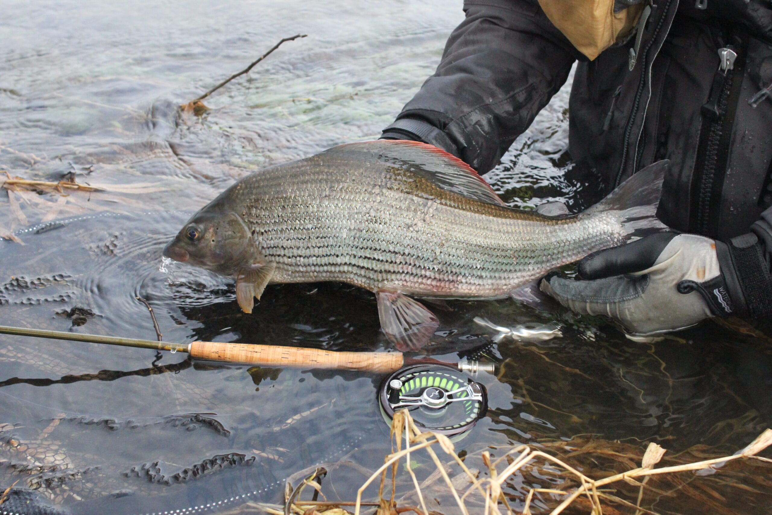 UK; Grayling Fishing A Winter Angling Experience - Aardvark Mcleod