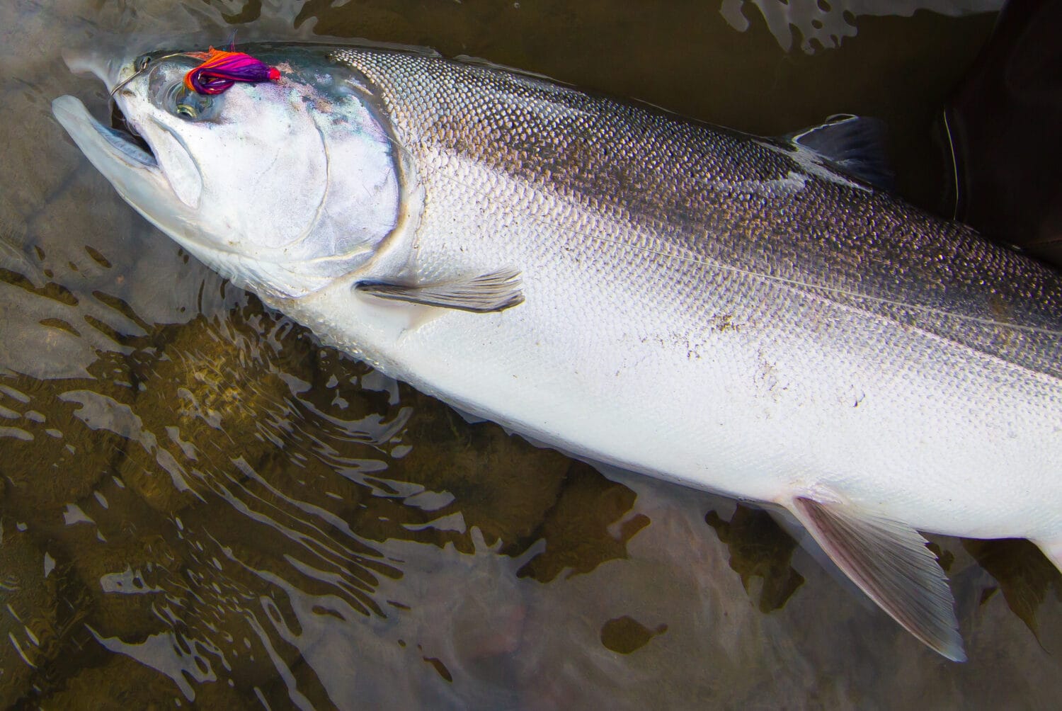 Targeting large coho salmon with Nicholas Dean on the Skeena in ...