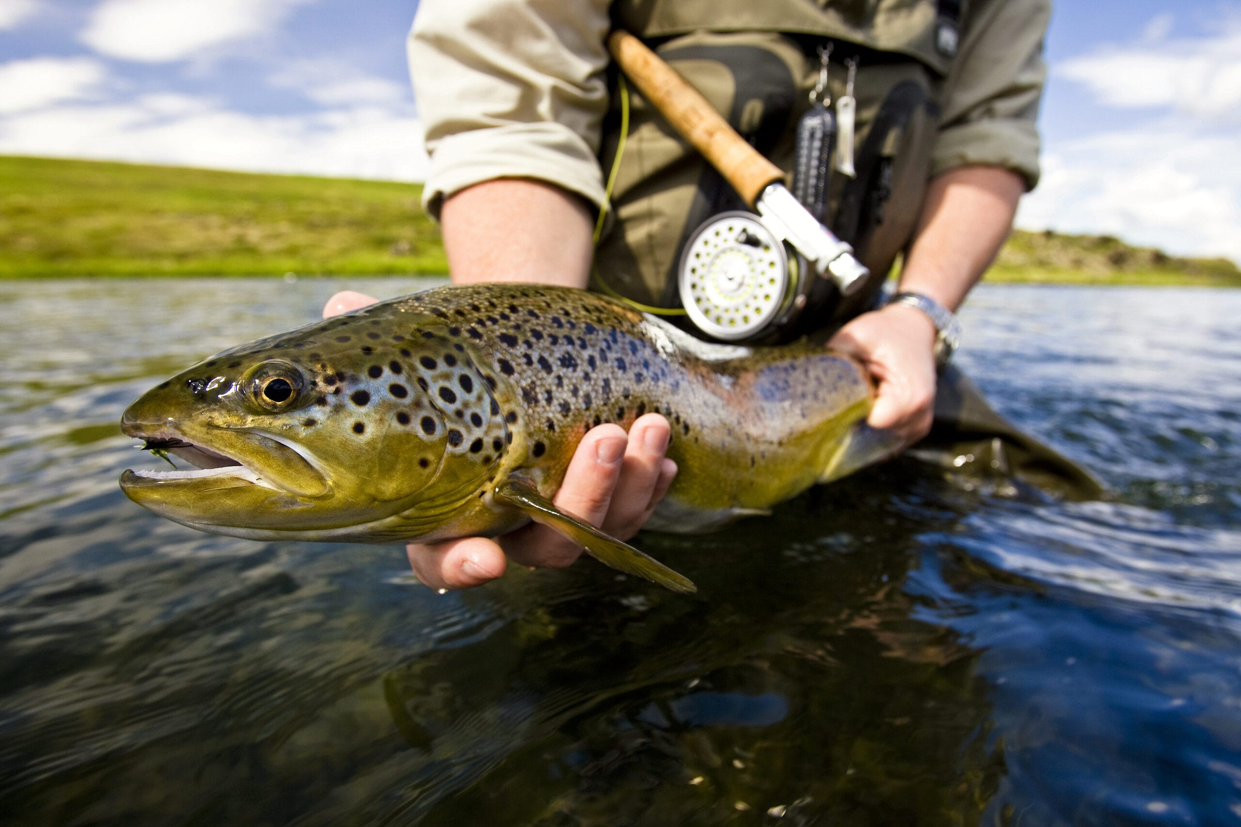 European Trout Fishing - Aardvark Mcleod
