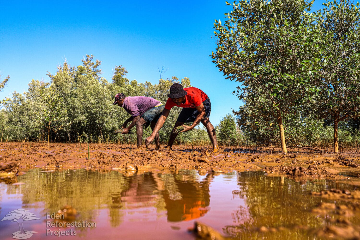 We're planting a forest! - Aardvark Mcleod