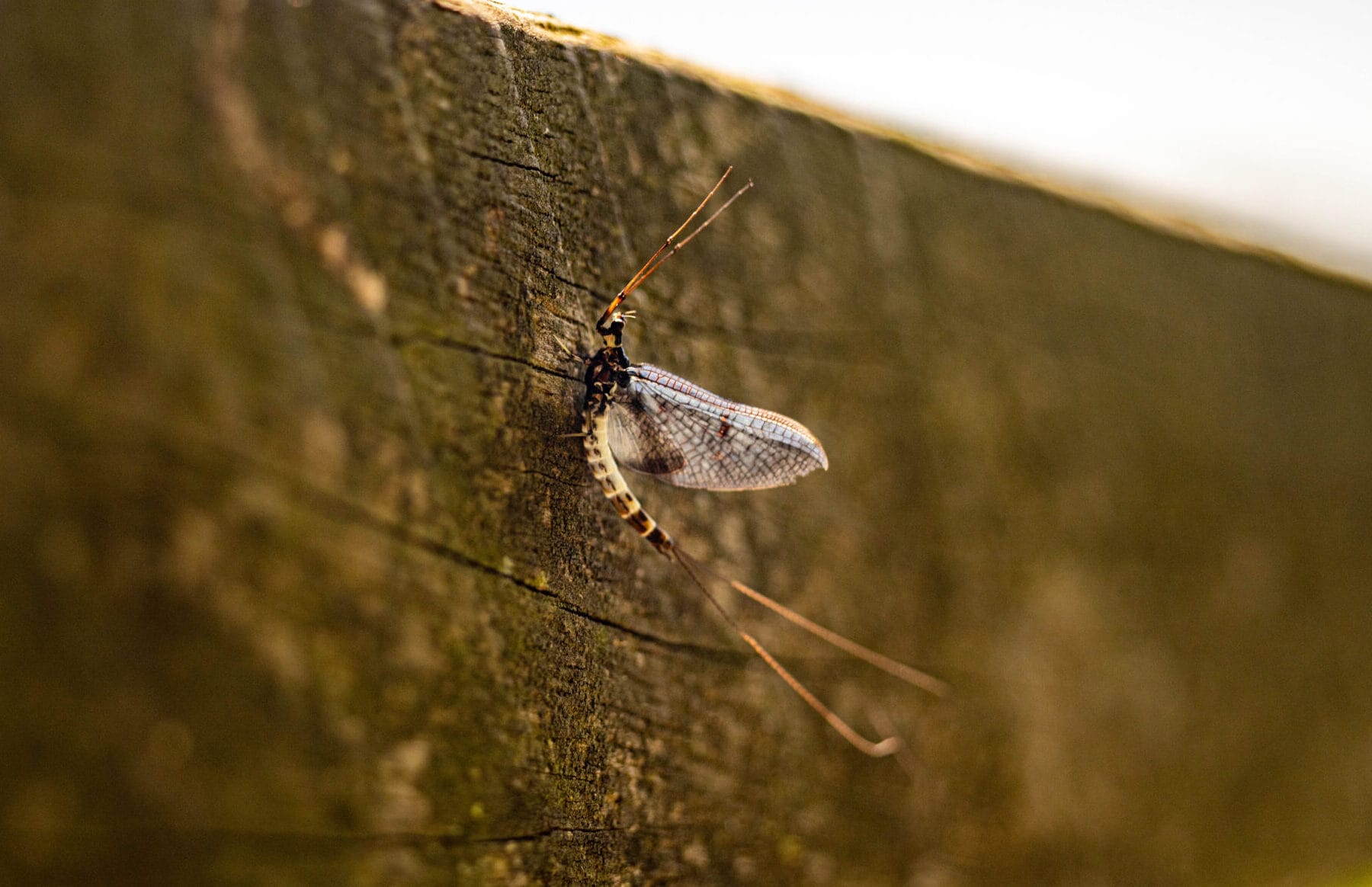 Too much rain delays start to Mayfly season - Aardvark Mcleod