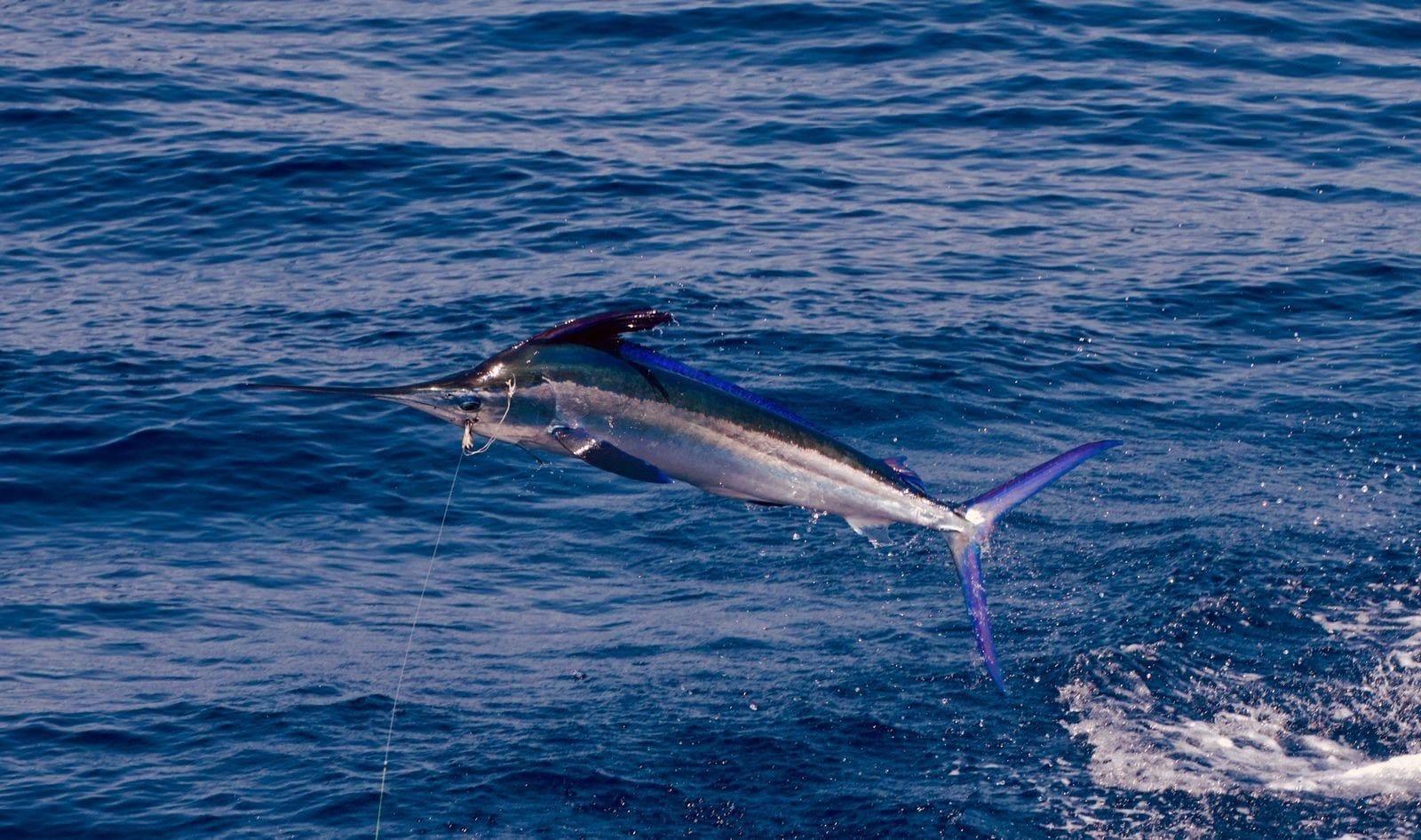 Billfish on the fly morocco