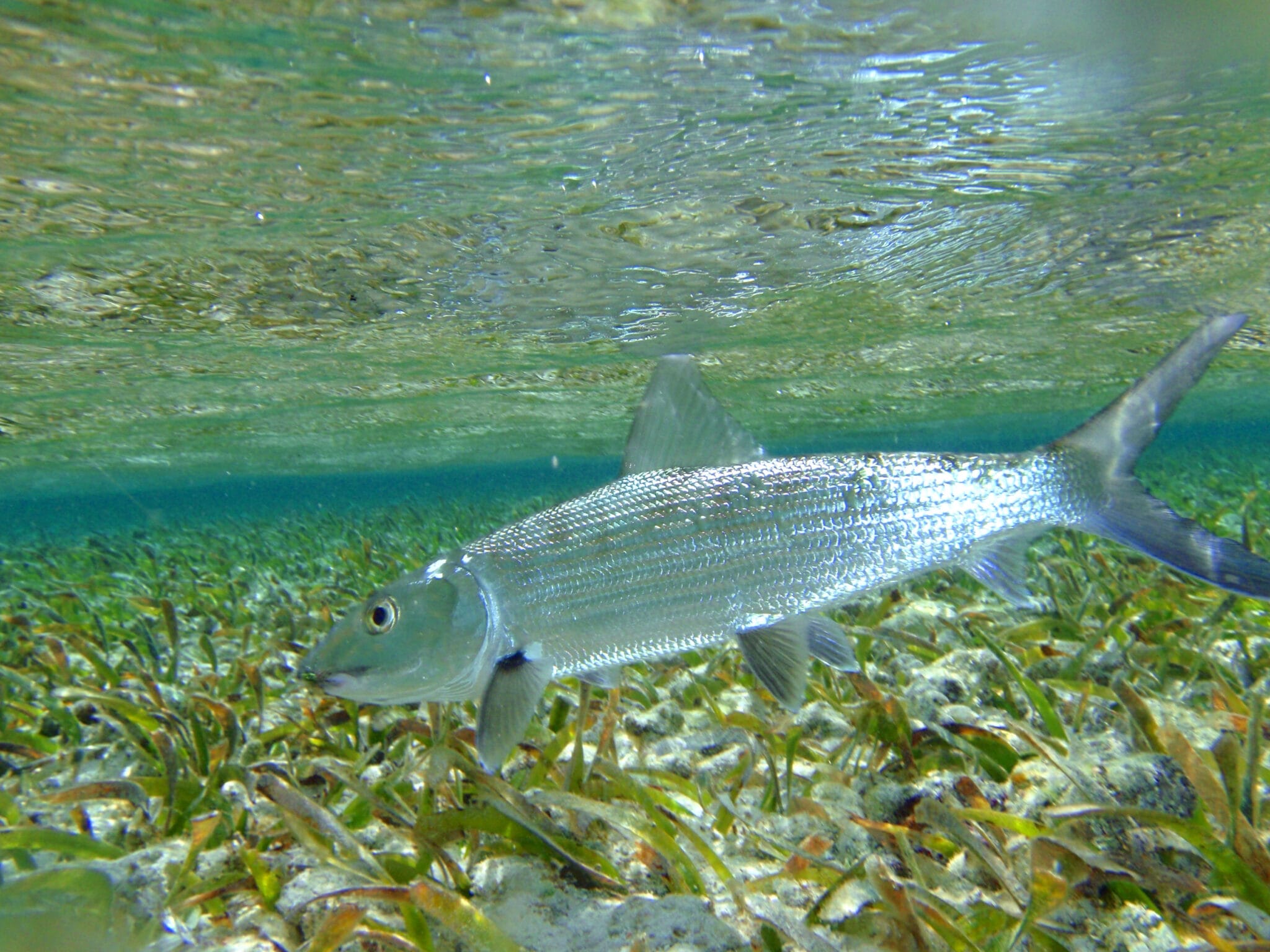 Belize; Turneffe Flats Lodge - Latest news and availability update ...