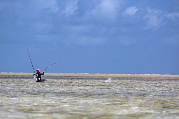 The Giant Bonefish of St Brandon's Atoll - Aardvark Mcleod